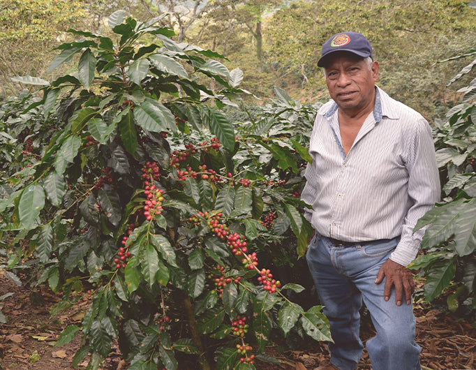 Sourcing – Hummingbird Coffee