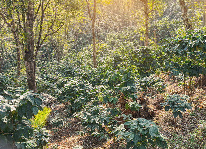 About – Hummingbird Coffee